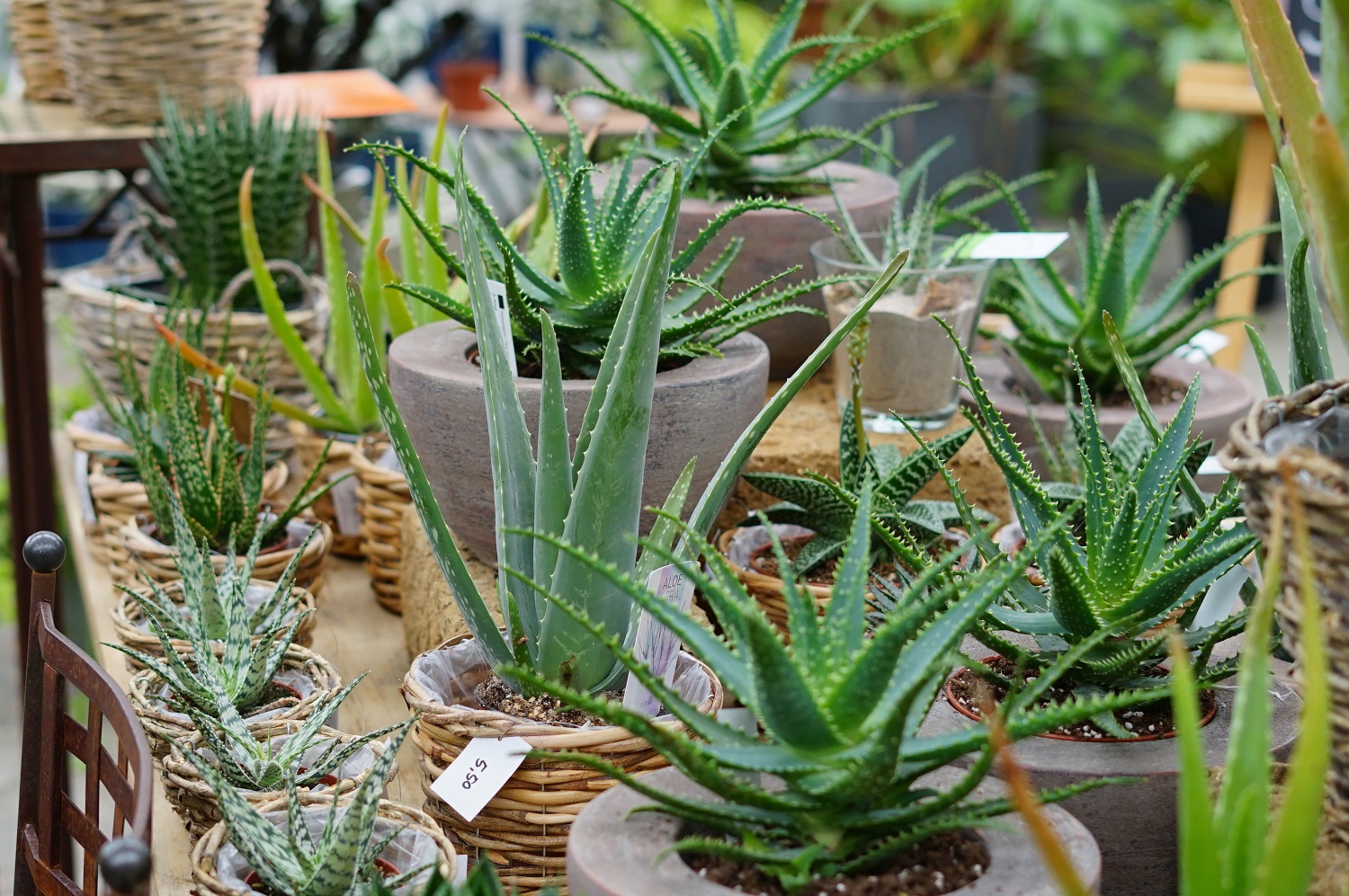 Ins Licht gerückt - Aloe - Gärtnerei Elsäßer - Gärtnerei Elsäßer