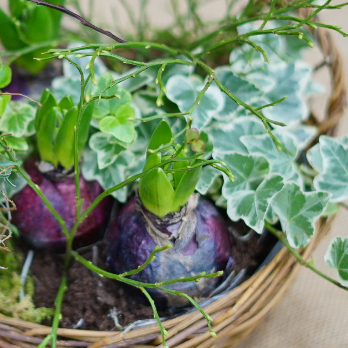 Blumen bestellen Stuttgart - Gärtnerei Elsäßer - Gärtnerei Elsäßer
